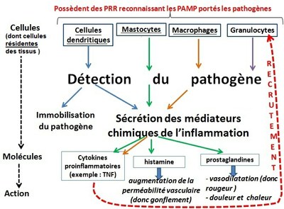 SchÃ©ma fonctionnel immunologie