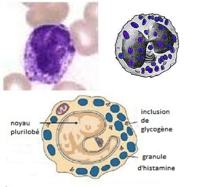 Basophiles — Acces