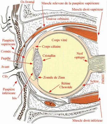Anatomie de l'oeil — Acces