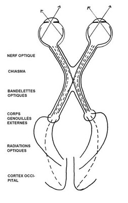 Représentation schématique des voies optiques. — Acces