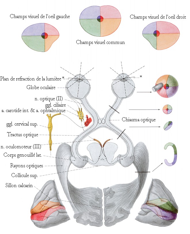 Rétinotopie des aires visuelles chez l'homme — Site des ressources d ...