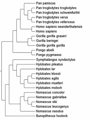 Phylo-Hominoides.jpg — Site des ressources d'ACCES pour enseigner les Sciences de la Vie et de ...