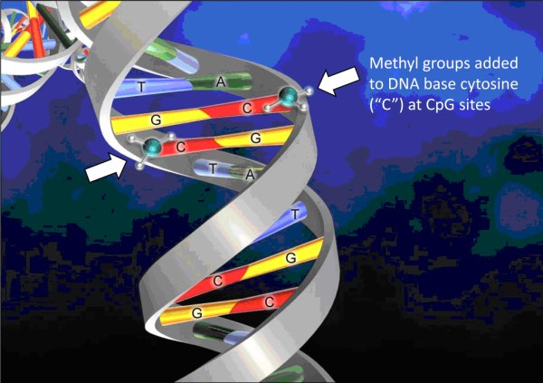Phénotype cellulaire et épigénétique : exemple du gène de l’insuline ...