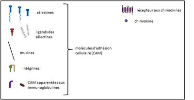 Recrutement légende — Site des ressources d'ACCES pour enseigner les ...