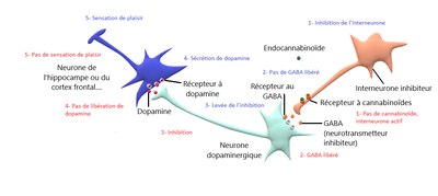 système récompense eCB — Site des ressources d'ACCES pour enseigner les ...