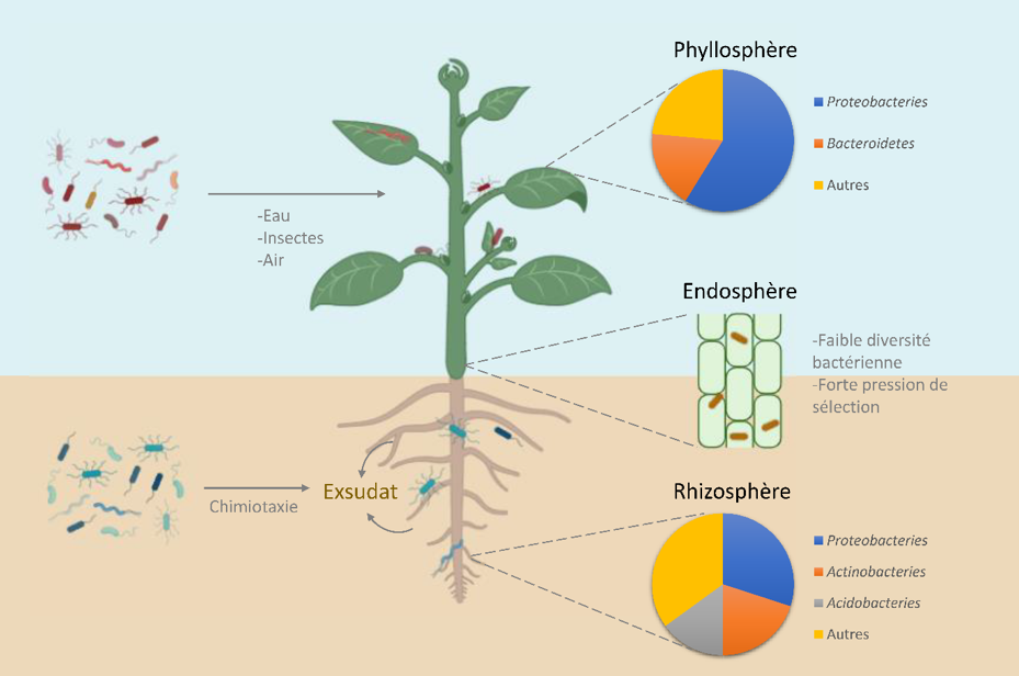 Site des ressources d'ACCES pour enseigner les Sciences de la Vie et de ...