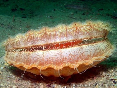 pecten — Site des ressources d'ACCES pour enseigner les Sciences de la ...