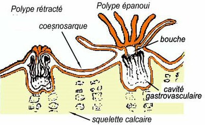 structure corail — Site des ressources d'ACCES pour enseigner les ...